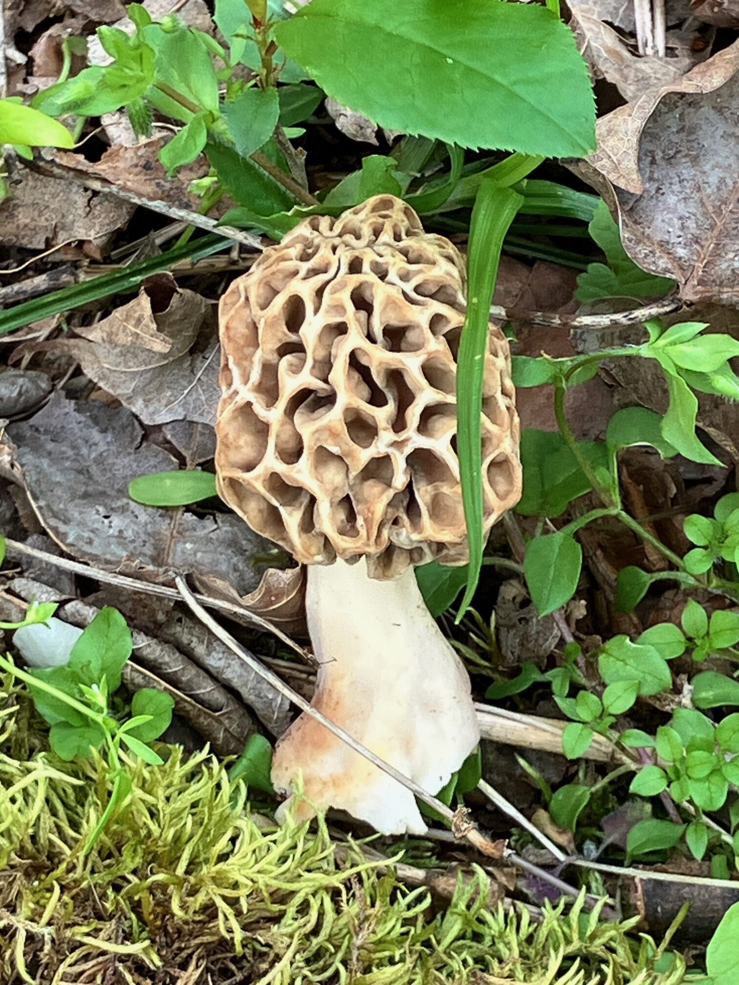 In the Outdoors: Springtime evening on the river - THE WELLSVILLE SUN