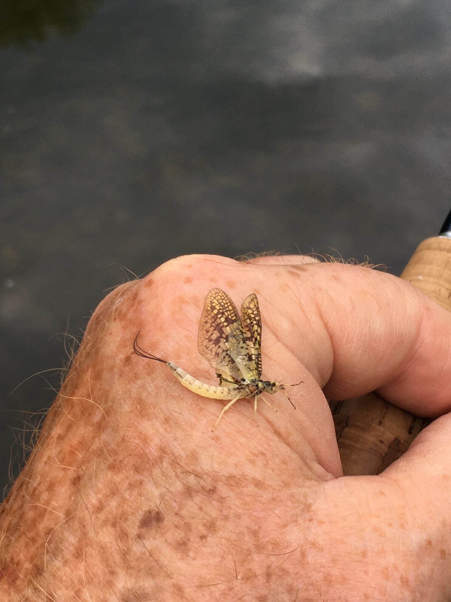 In the Outdoors: At the peak of the Green Drake hatch - THE WELLSVILLE SUN