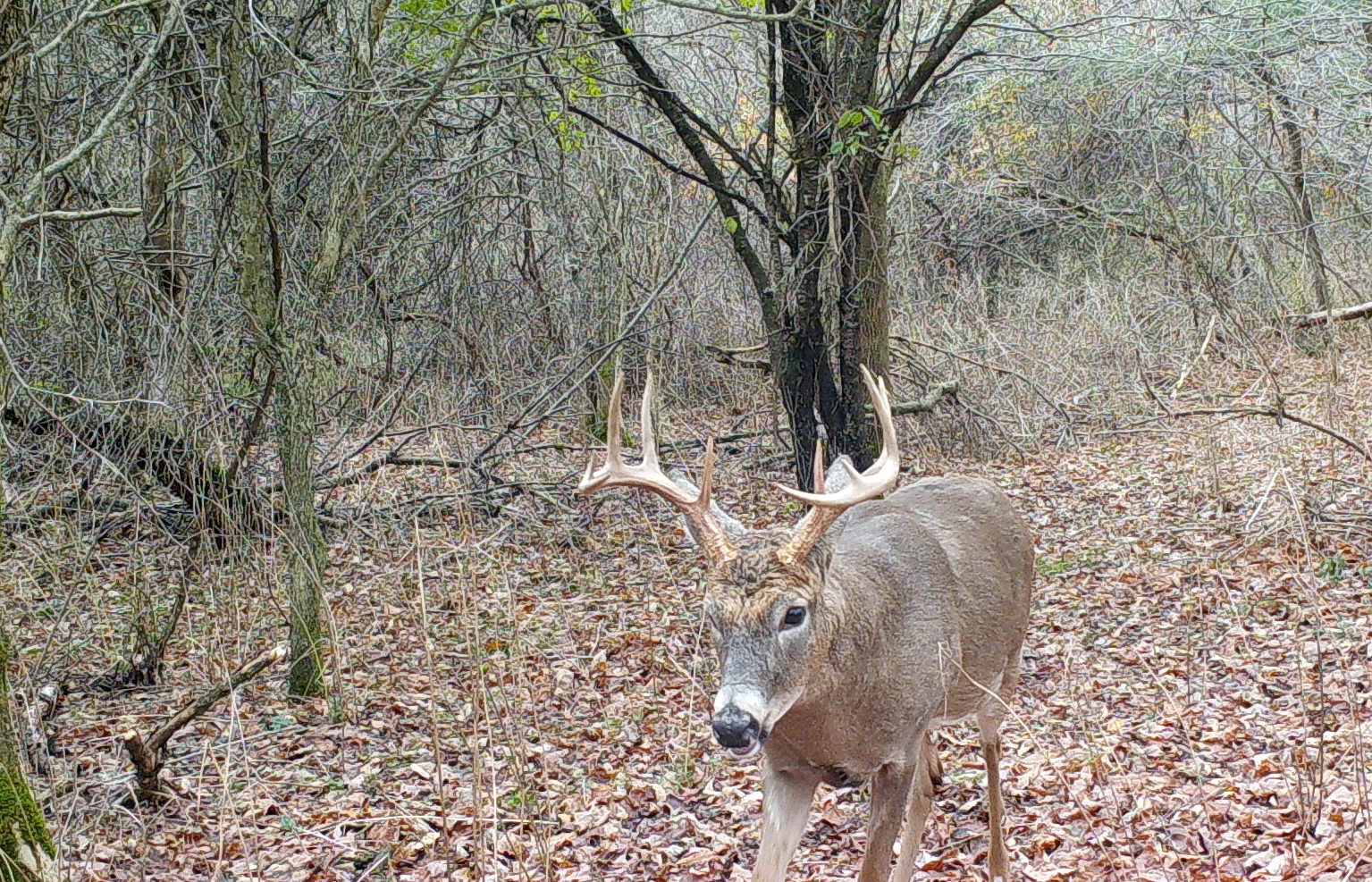 In the Outdoors: Scoring whitetail bucks - THE WELLSVILLE SUN