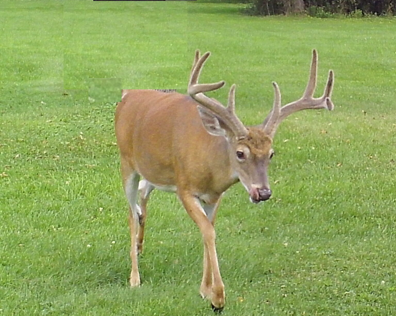 In the Outdoors: Scoring whitetail bucks - THE WELLSVILLE SUN
