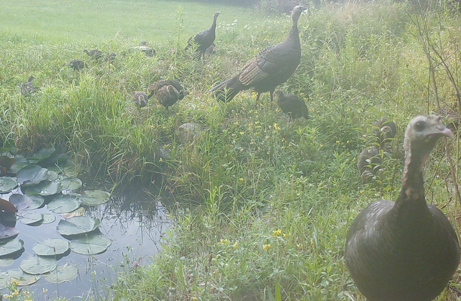 In the Outdoors: Matriarchal ways - THE WELLSVILLE SUN