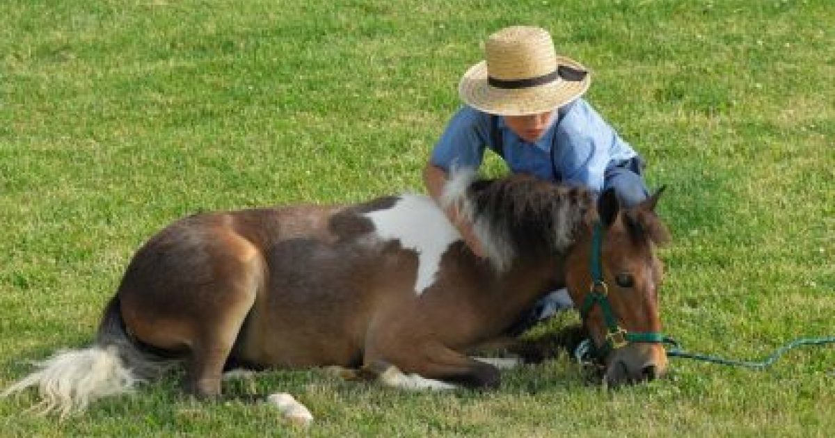 VIDEO: Amish-owned horse runs wild at Wellsville Country Club causes ...