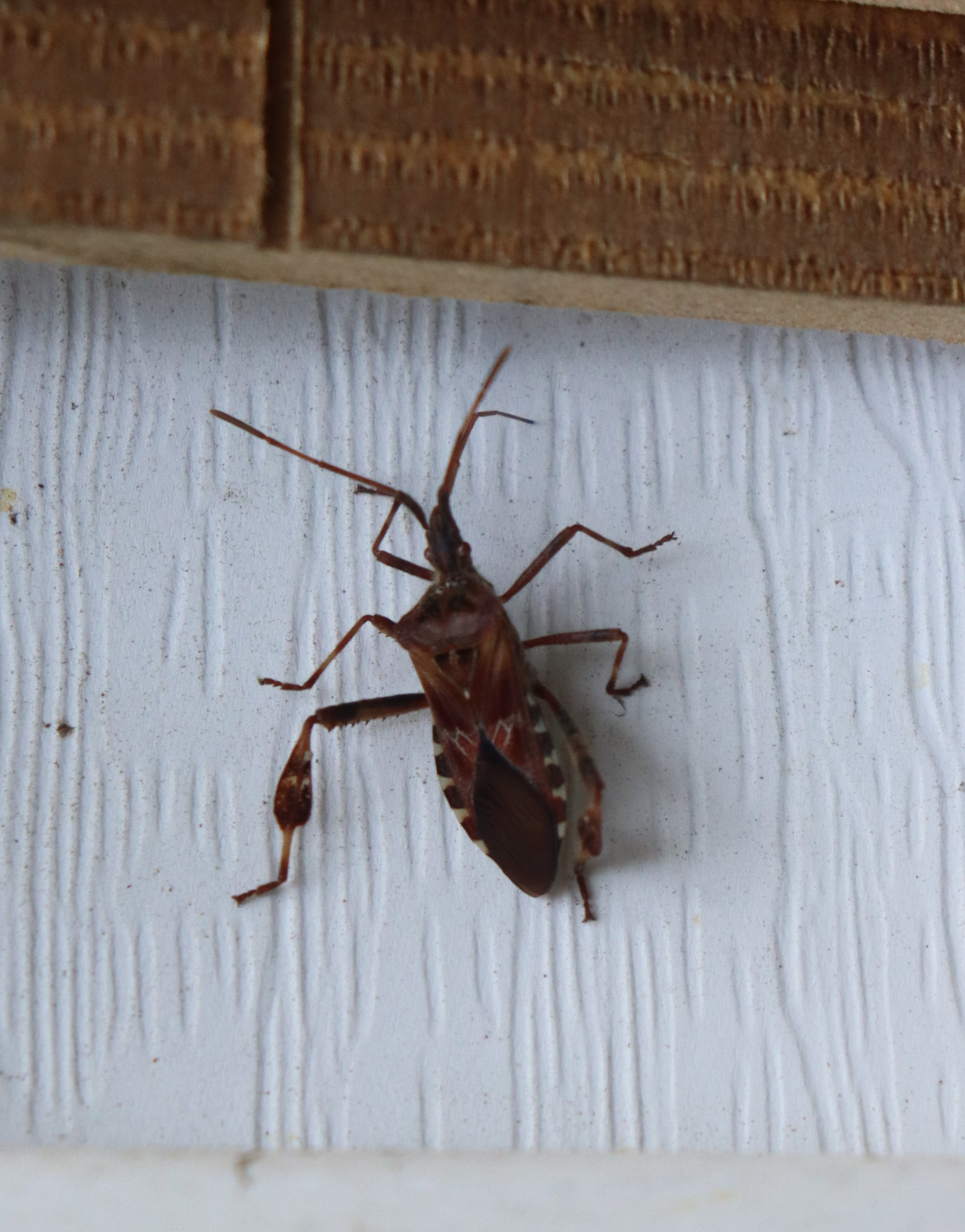 Exploring the Western NY Wilds: What are those bugs trying to get into ...