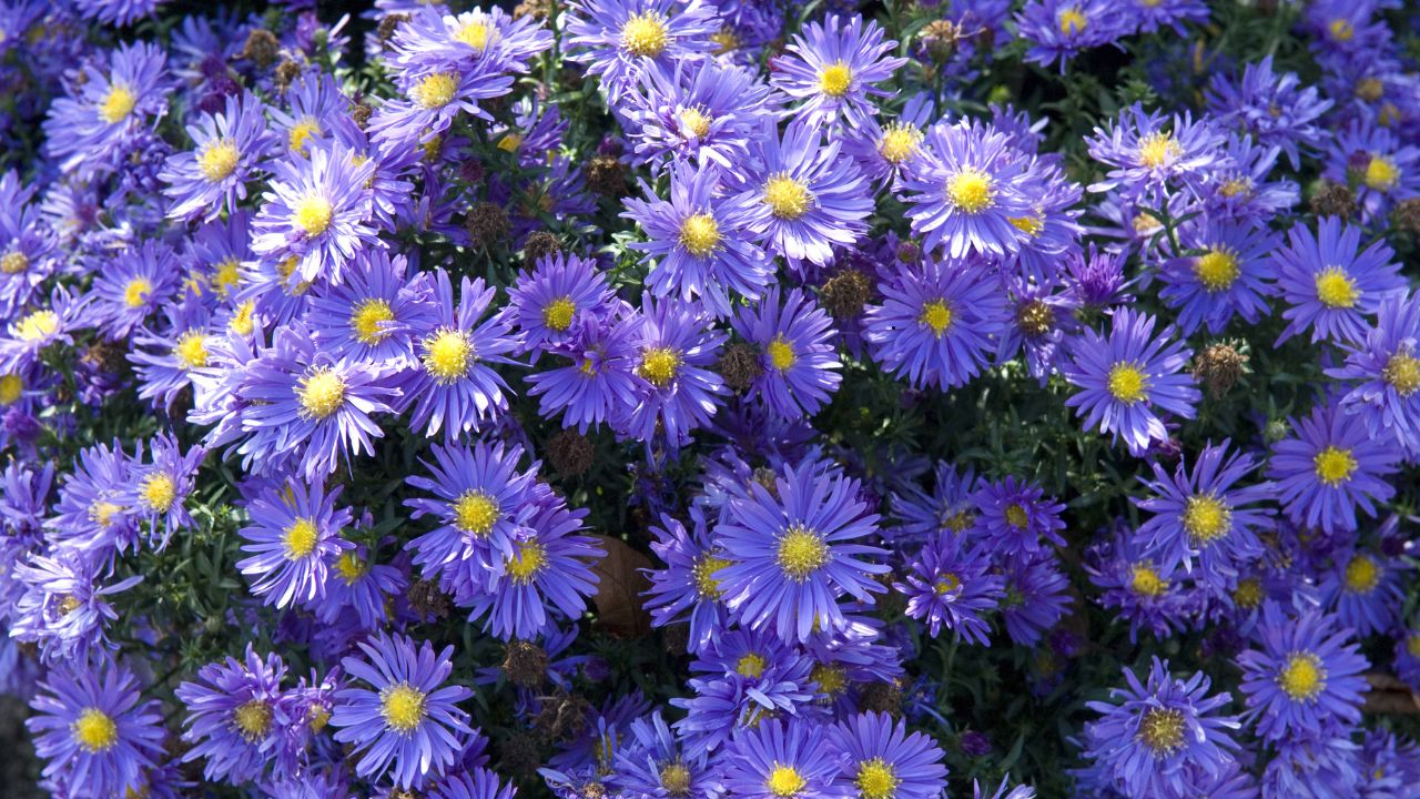 Asters, Native Plant of New York - THE WELLSVILLE SUN