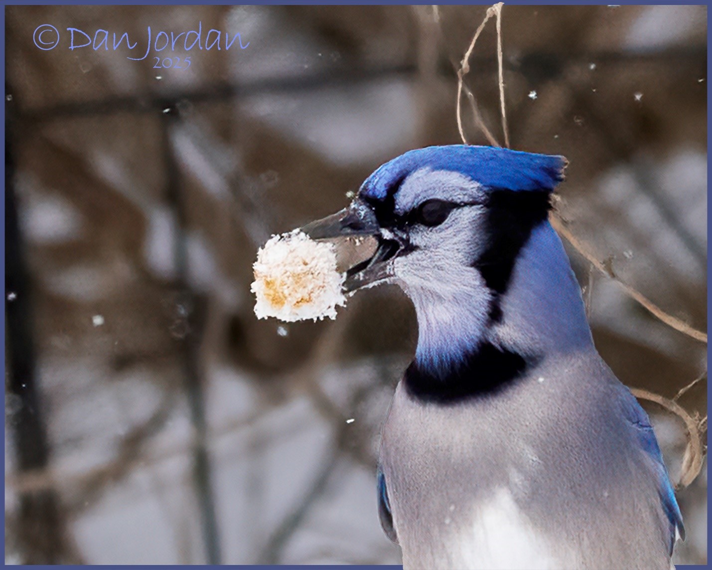 Bird is the Word: Blue Jay beauty and humor - THE WELLSVILLE SUN