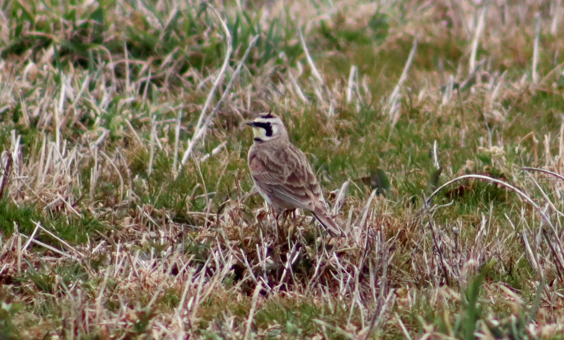 Exploring the Western NY Wilds: Horned larks and death-defying ...