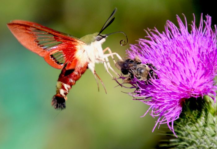 Houghton’s Dave and Linda Edwards Honored for Commitment and Service to ...