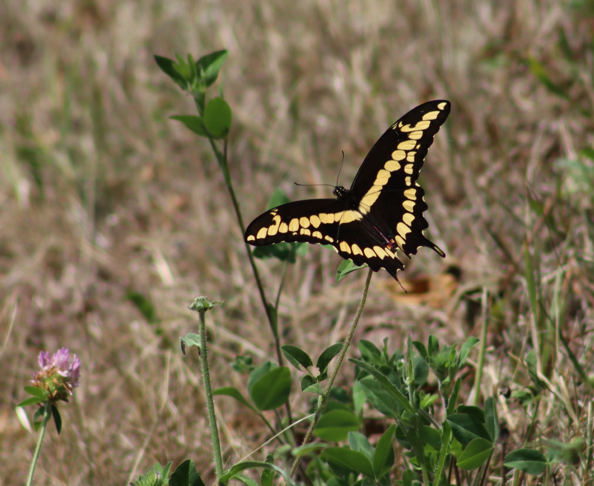 Exploring the Western NY Wilds: Giant swallowtail - THE WELLSVILLE SUN