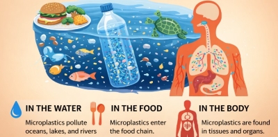Tiny Plastics, Hidden Costs: What We Gave Up When We Traded Glass for ...