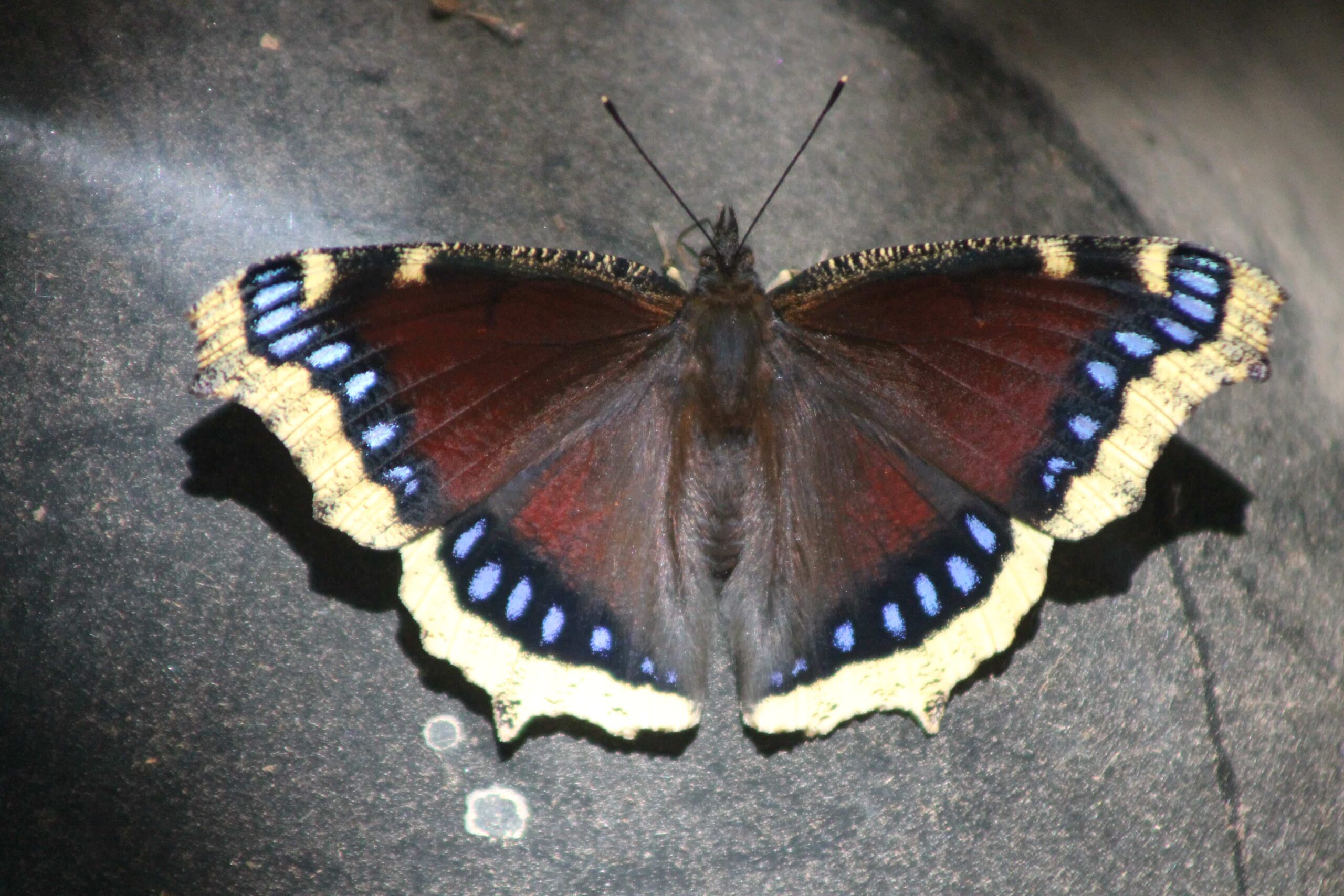 Spring has wings! The first butterfly of the year - THE WELLSVILLE SUN