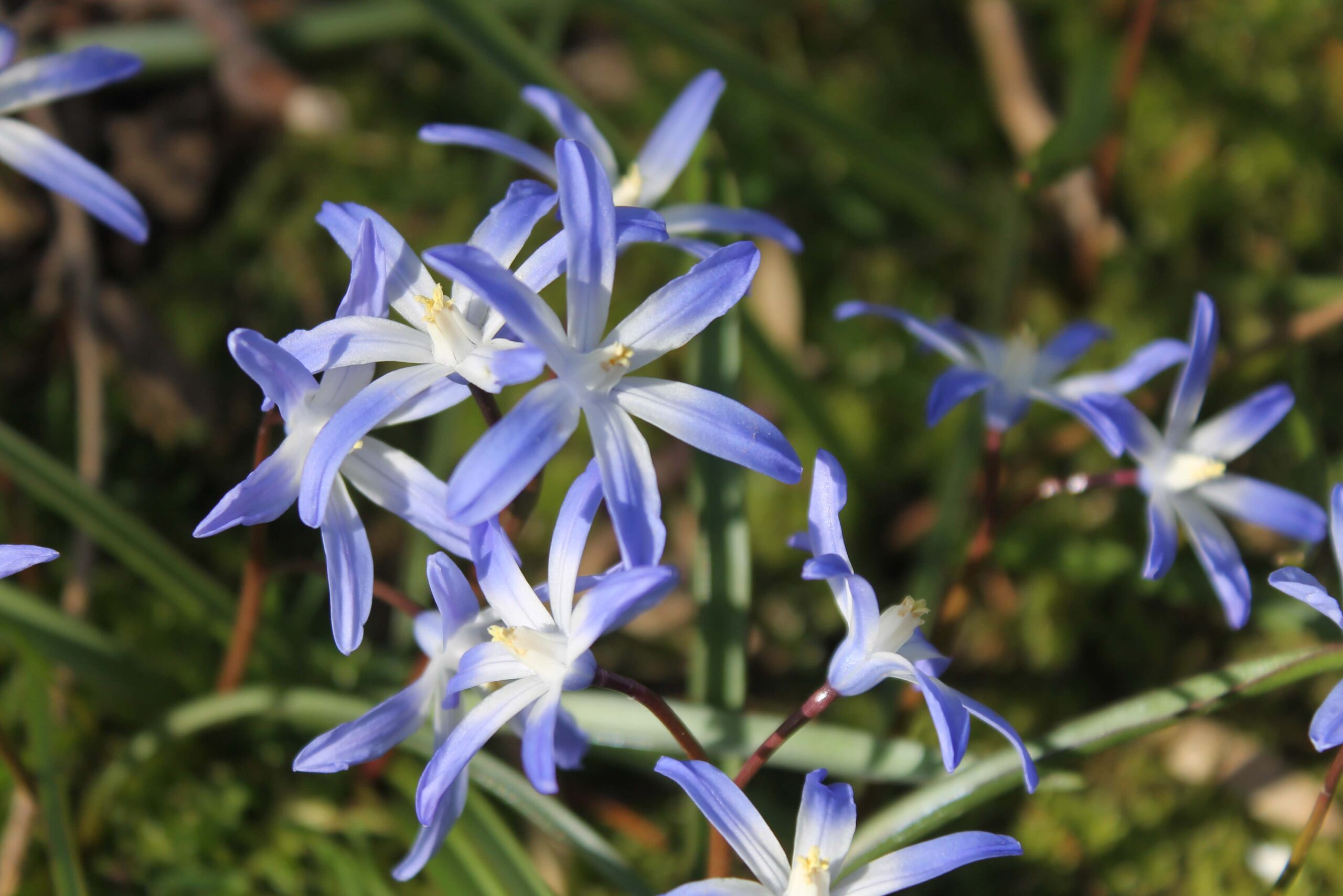 The "Glory of the Snow," a beautiful harbinger of spring - THE ...